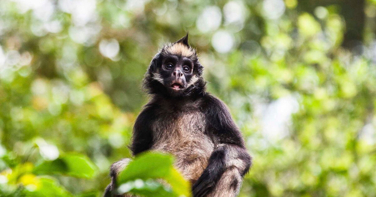 l'Atèle ou singe araignée d'Amazonie, mon singe p1 - Geo.fr