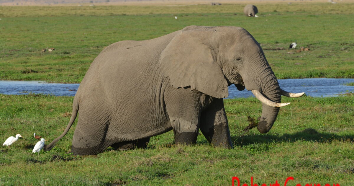 Éléphant dans son garde-manger, Tanzanie - Geo.fr