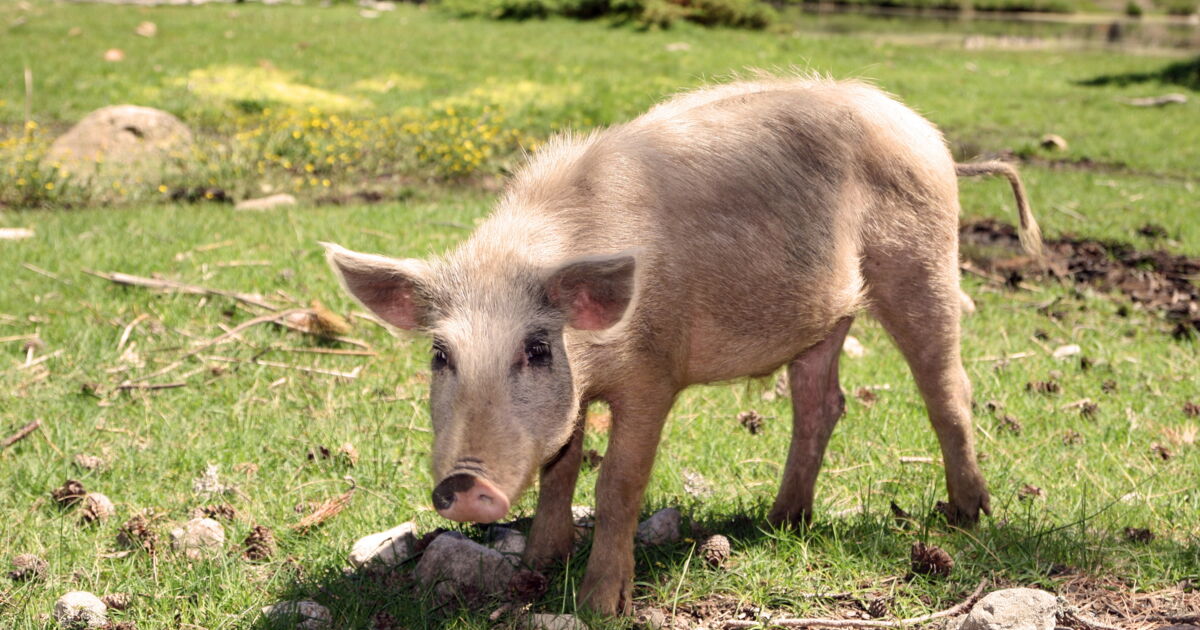 Cochon sauvage Lac de Creno corse du sud, Cochon1 - Geo.fr