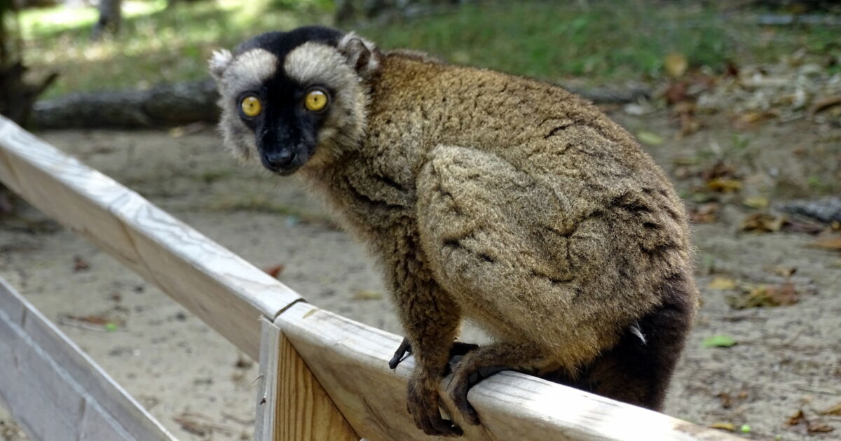 Le Maki de Mayotte, Le Maki de Mayotte ou Comba est... - Geo.fr