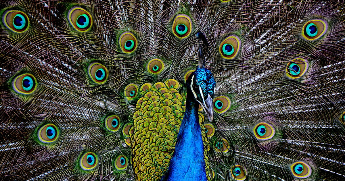 Paon Lisbonne, paons dans les jardins du château de... - Geo.fr