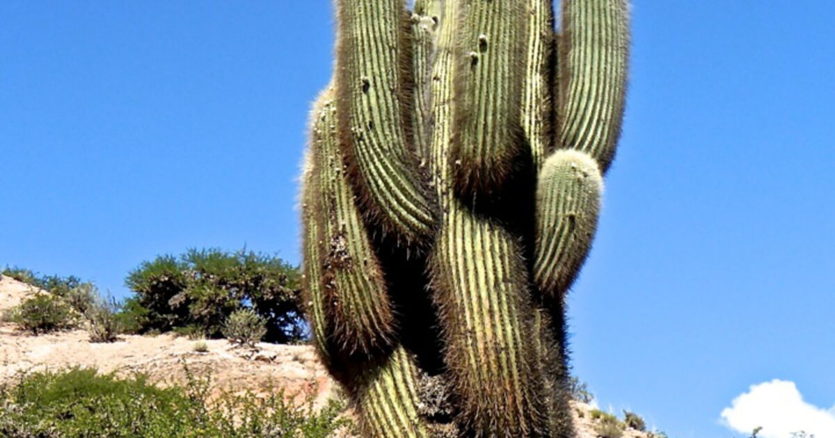 Cactus géants , Région de Salta et jujuy au nord1 - Geo.fr