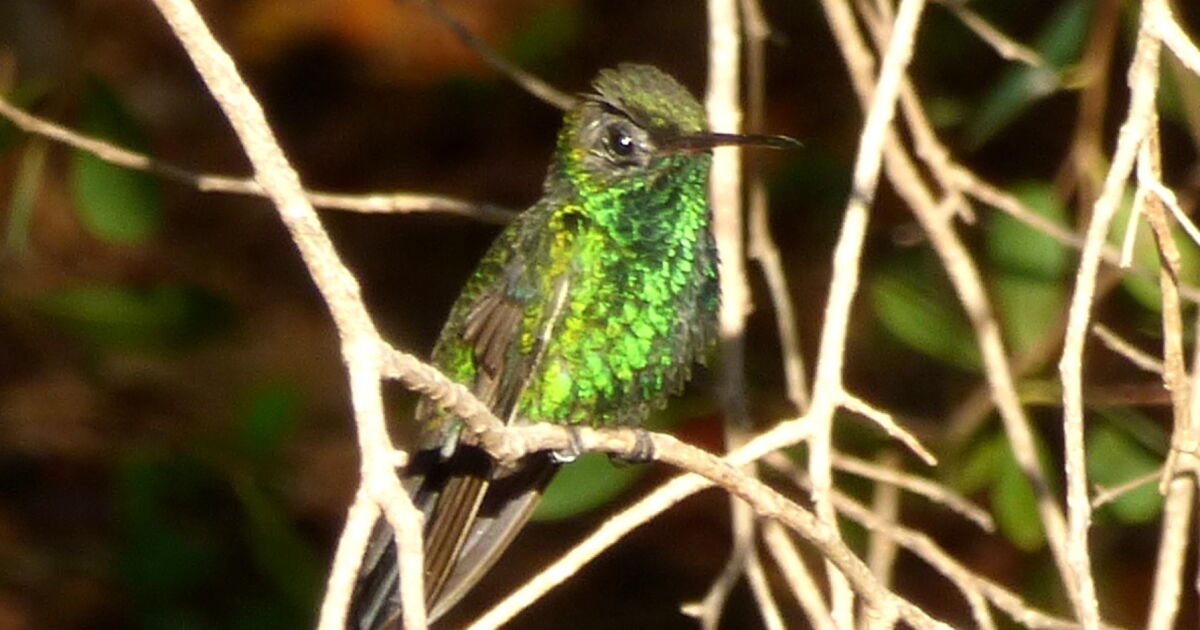 Colibri, Colibri sur une branche - Geo.fr