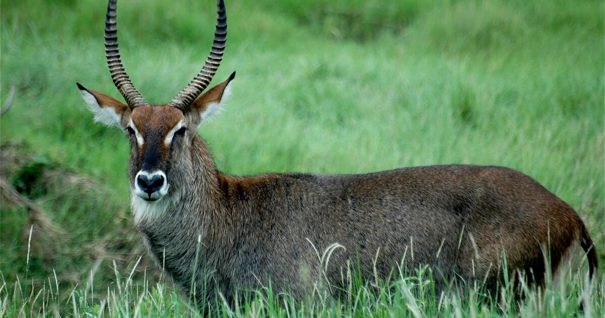 Cobe à croissant mâle, Le cobe à croissant (Kobus ellipsiprymnus ...