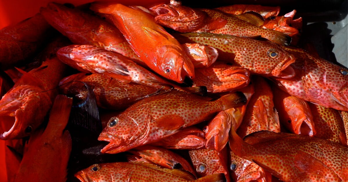 Magnifiques poissons de la mer des caraïbes, Des1 - Geo.fr