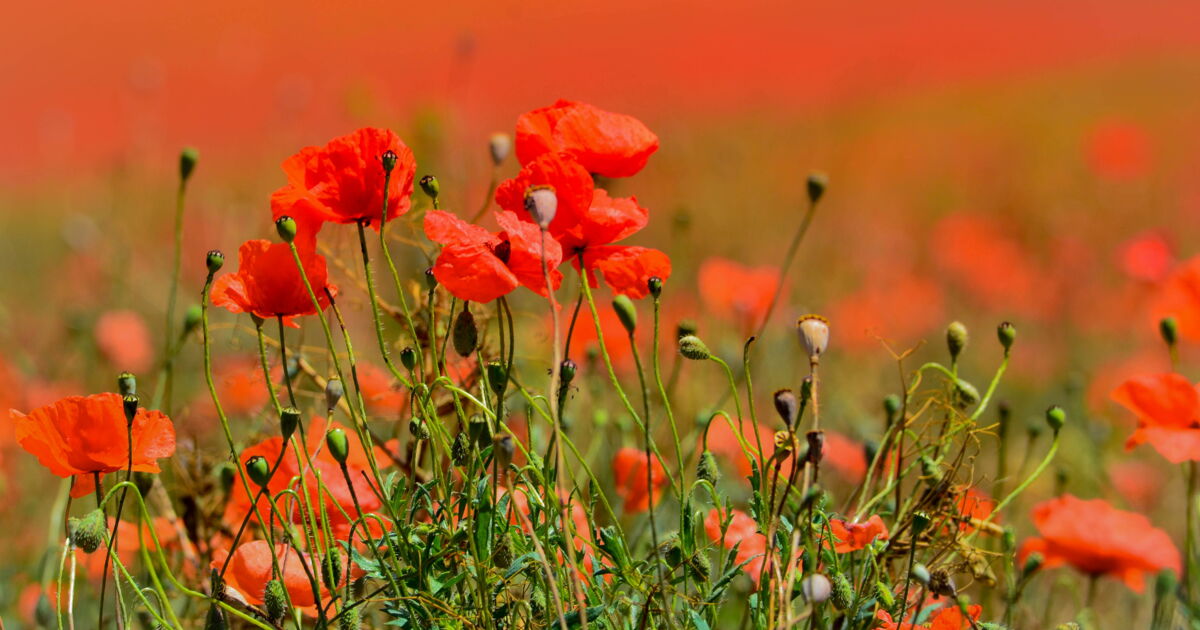 Coquelicots rouges, Fleurs champêtres - Geo.fr