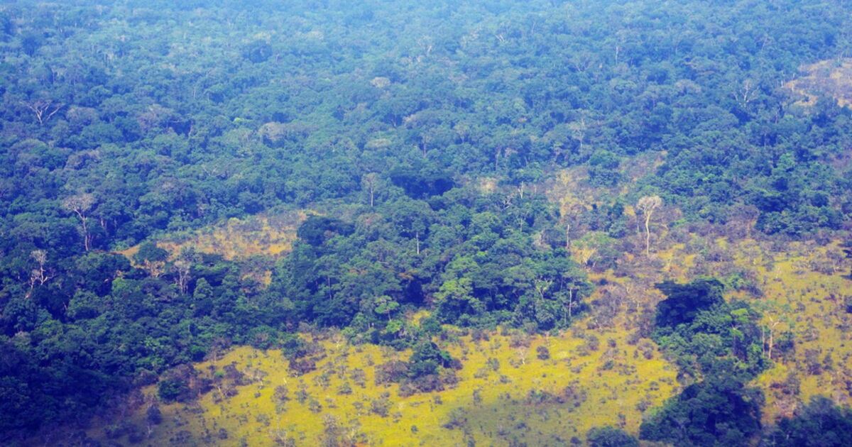 Congo 70 la forêt au-dessus de Kellé, En 1979, l1 - Geo.fr