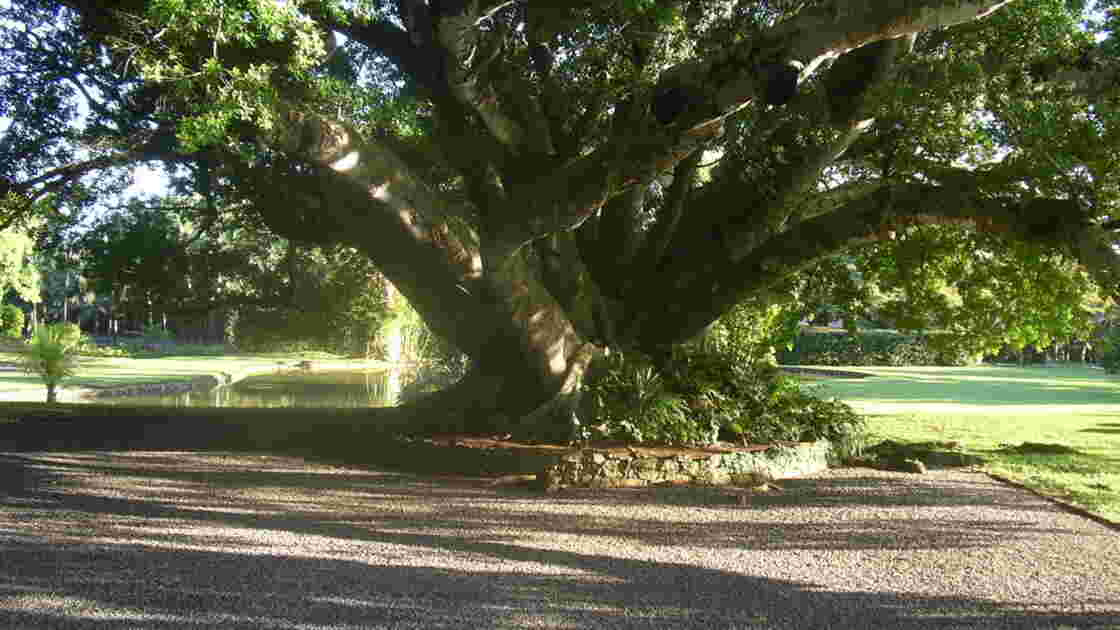 bel arbre vert, cet arbre , chêne vert trône dans la... - Geo.fr