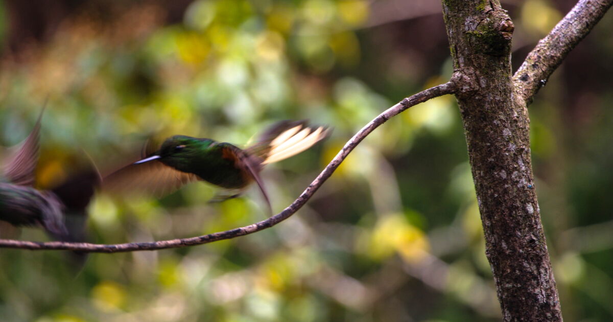 Colibri en plein vol , Prendre un colibri en photo... - Geo.fr