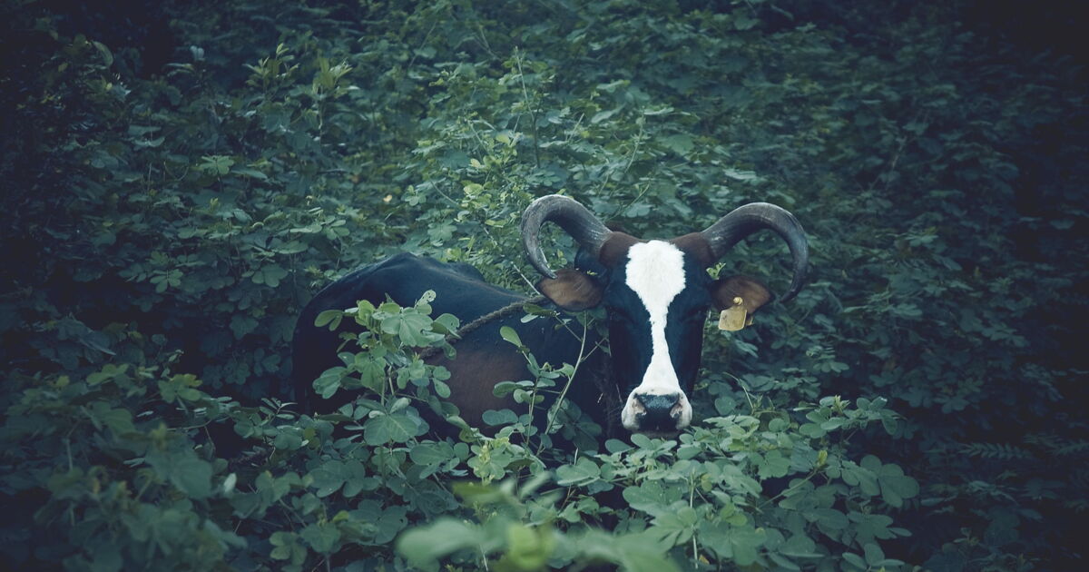 Le Zebu, La vache de Mayotte ! C'est autre chose1 - Geo.fr