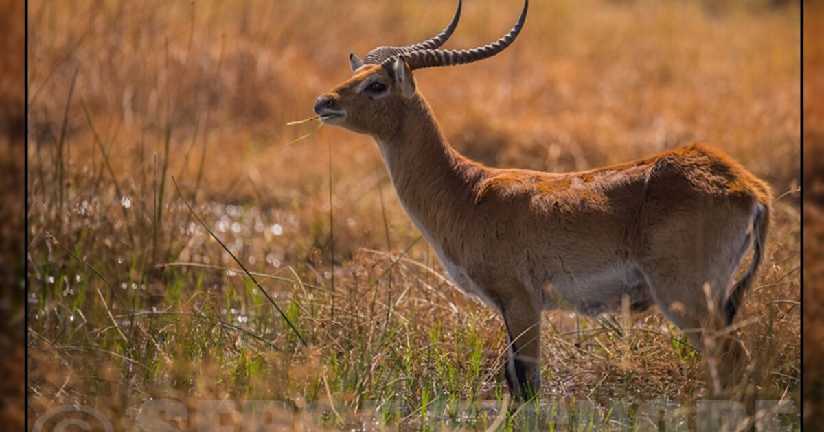 Cobe de Lechwe à Moremi, Nous entrons dans la zon1 - Geo.fr