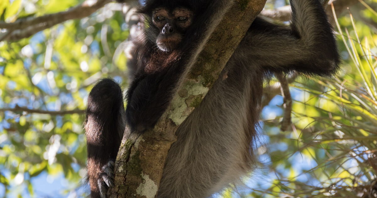 Repos, Singe atèle, ou singe araignée, somnolant1 - Geo.fr