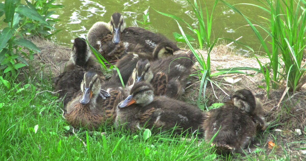 les canetons 2017, les caneton a la MCL BEAUCOUZE - Geo.fr