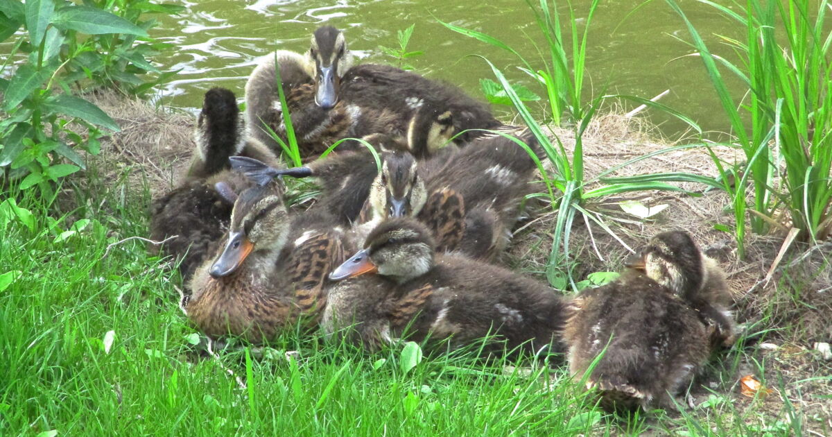 les canetons 2017, les caneton a la MCL BEAUCOUZE - Geo.fr