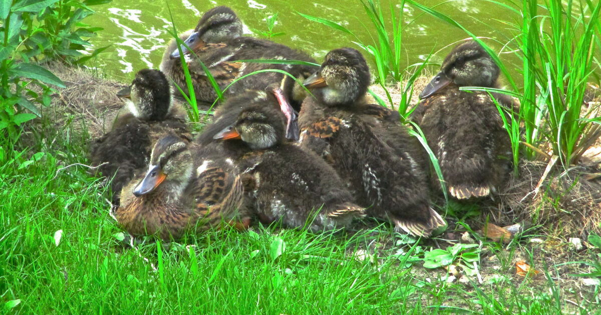 les canetons 2017, les caneton a la MCL BEAUCOUZE - Geo.fr
