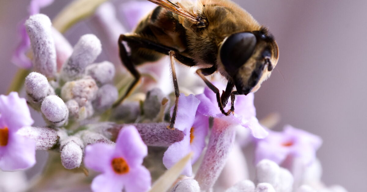 Insecte du printemps, Insecte de printemps - Geo.fr