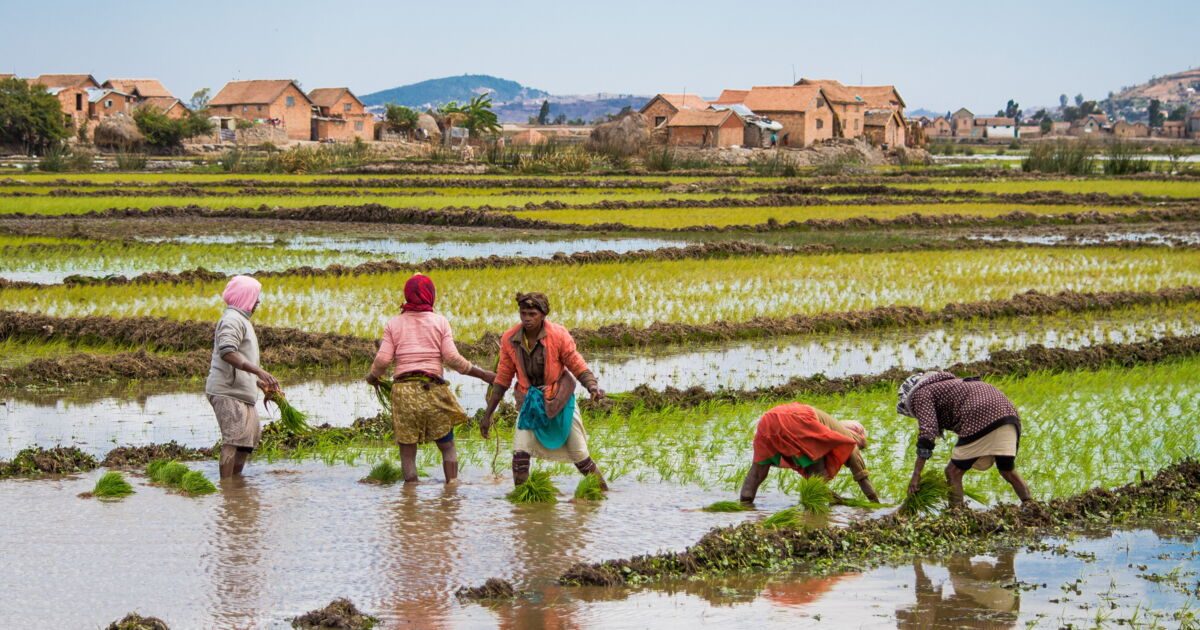 Le repiquage du riz, On a planté du riz, pendant1 - Geo.fr