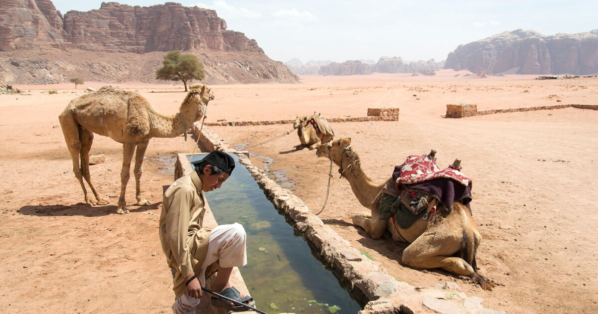 Lawrence Spring, Young Bedouin boy watering his c1 - Geo.fr