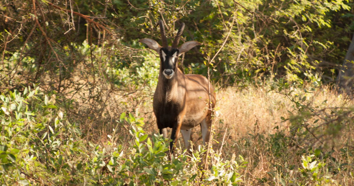 faune du Sénégal, - Geo.fr