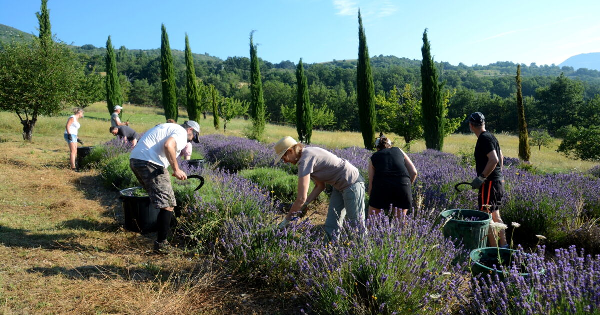 récolte de la lavande à Digne, récolte de la lavande... - Geo.fr