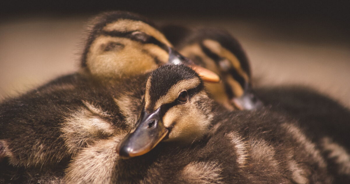 Canetons, En plein milieu du chemin a Zealandia. - Geo.fr