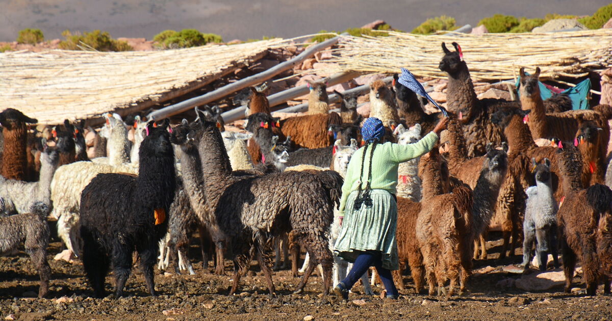 Lamas Bolivie, groupe de lamas dans le Sud Lipez1 - Geo.fr
