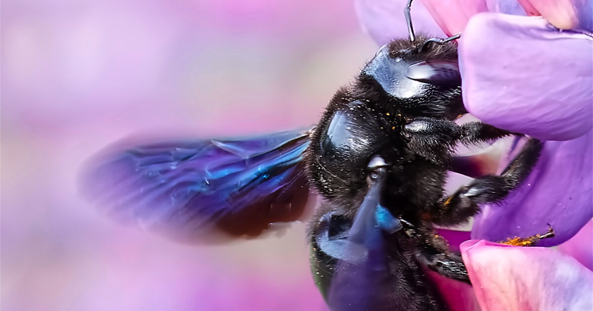 Le Xylocope ou "abeille charpentière", - Geo.fr