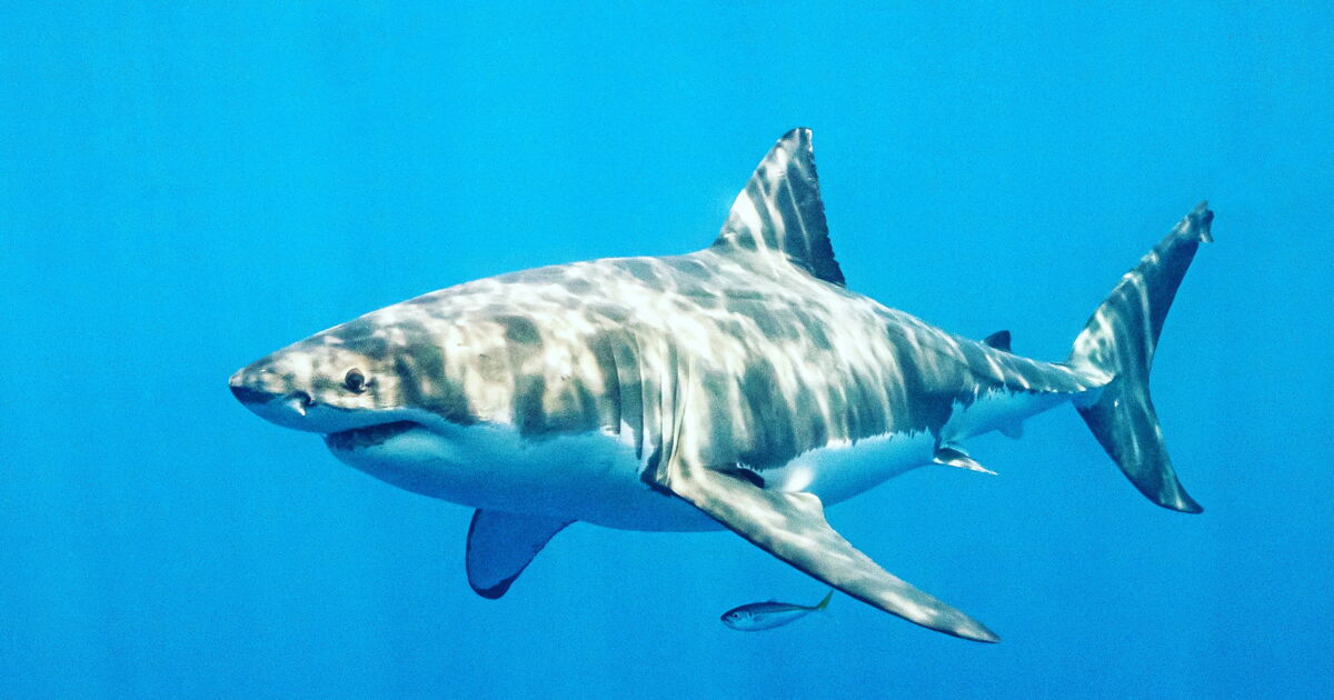 Requin blanc , Requin blanc mâle de guadalupe Island... - Geo.fr