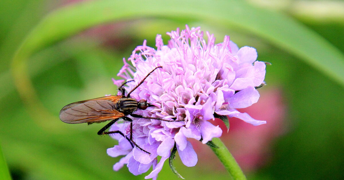 Butiner ..., Butiner les fleurs, un insecte en pl1 - Geo.fr