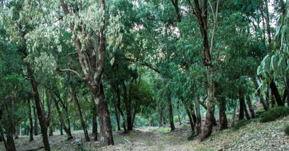 Aïn Drahem, les forêts de Aïn Drahem - Geo.fr
