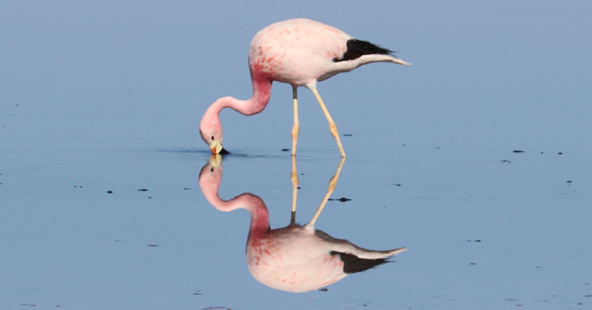 Flamand, Flamand rose dans le salar Chaxa - Geo.fr