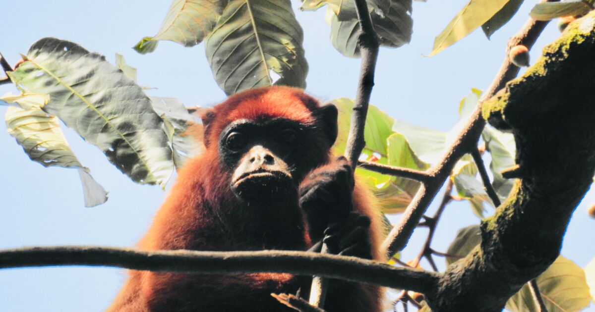 singe hurleur roux, en guyane, ce sont les fameux 'babounes'... - Geo.fr