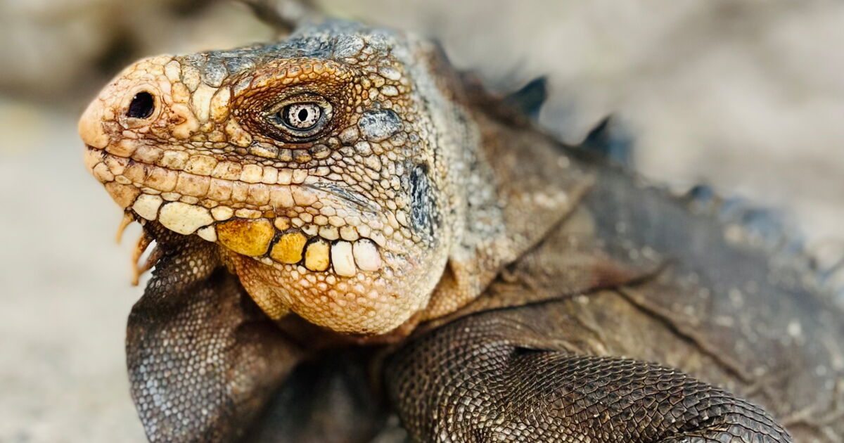 Portrait d’un iguane, Île petite terre. Réserve naturelle.... - Geo.fr