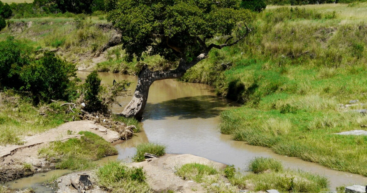 Kenya Parc Masai Mara Talek River 1, Fondée en 1961,... - Geo.fr