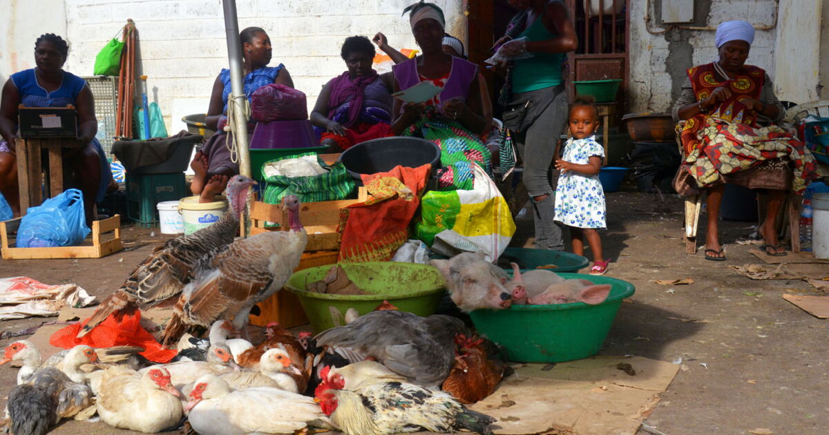 Marché de Sucupira Praia Cap vert , marché de Suc1 - Geo.fr