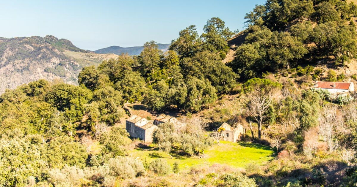 Aïn Drahem, les forêts de Aïn Drahem - Geo.fr