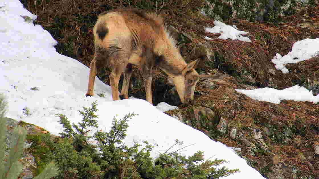 Jeune Isard - Pyrénées, - Geo.fr