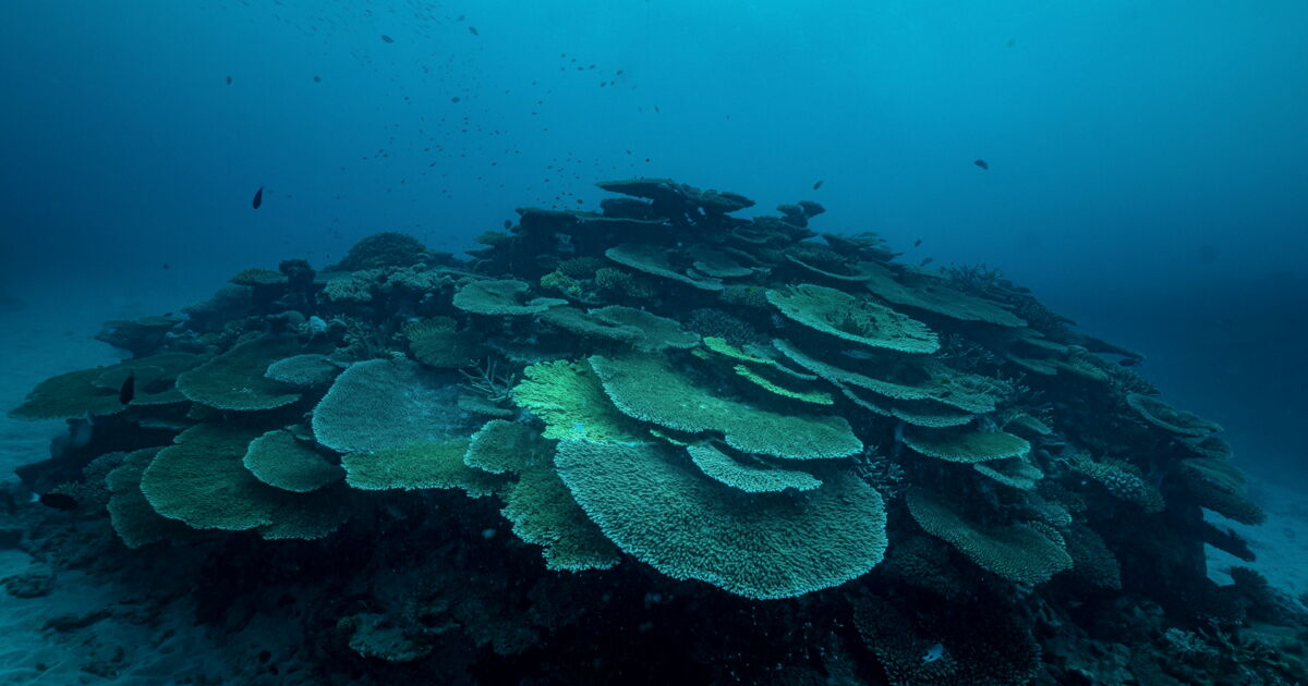 Mayotte intérieur lagon, Corail de Mayotte intérieur... - Geo.fr