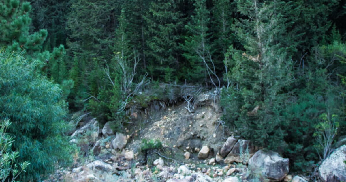 Aïn Drahem, les forêts de Aïn Drahem - Geo.fr