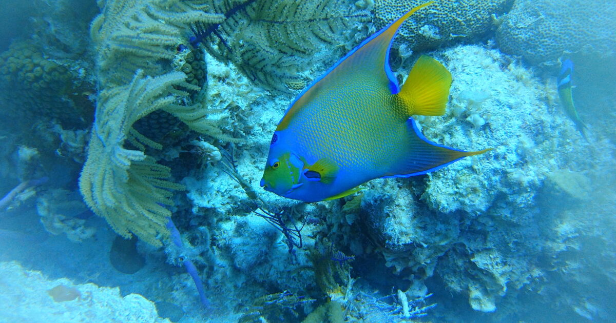 Poisson ange royal, - Geo.fr