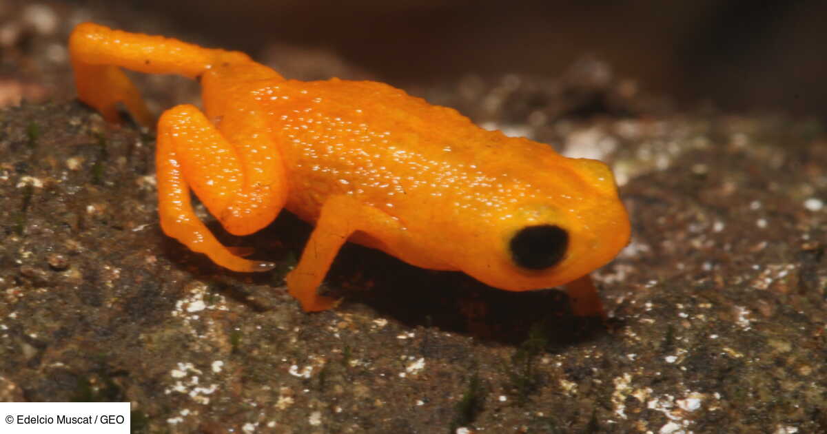Brésil : Découverte d'une nouvelle espèce de crapaud aussi mignonne que ...