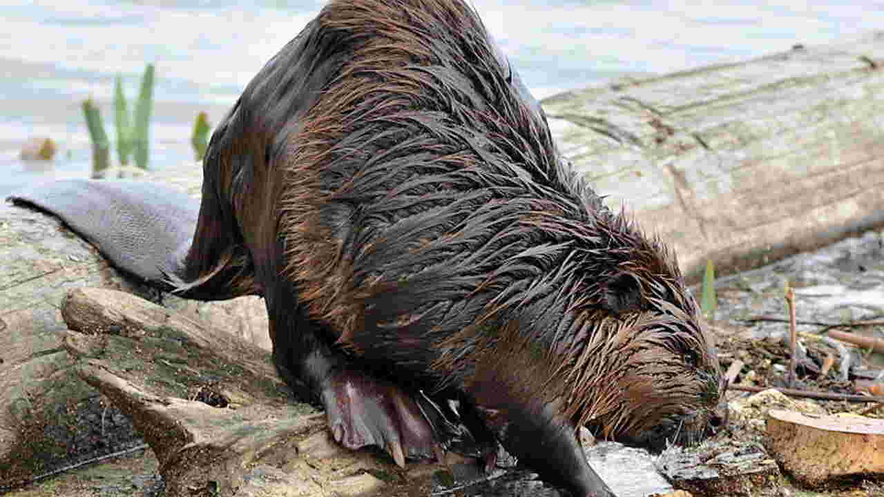 Le castor, l'architecte de nos rivières - Geo.fr