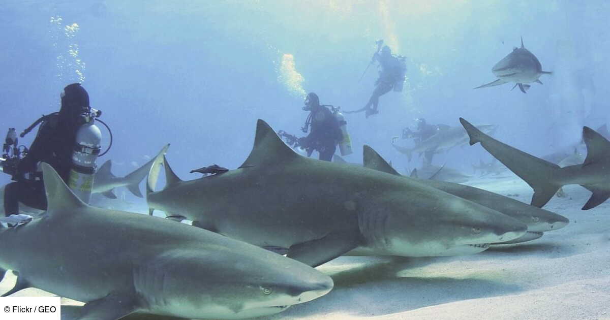 Le requin-citron, un squale idéal pour la plongée - Geo.fr