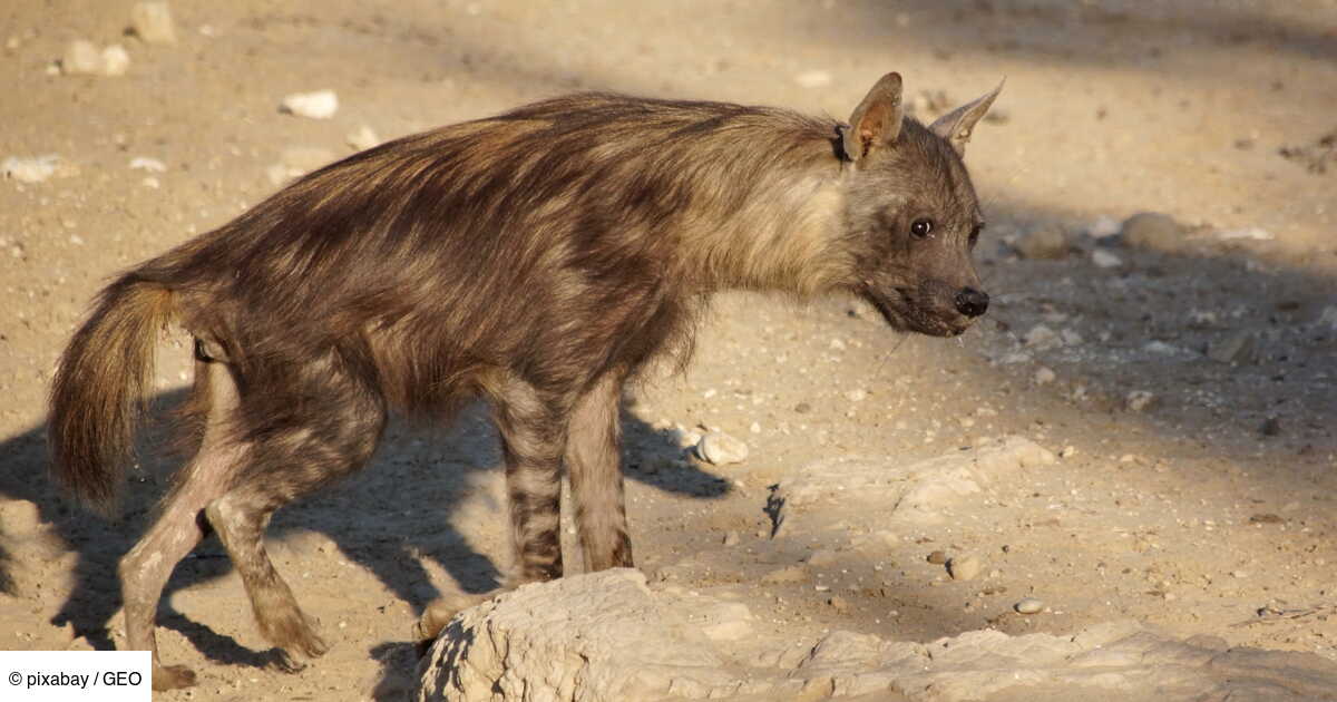 La hyène brune, l’une des espèces les plus rares - Geo.fr