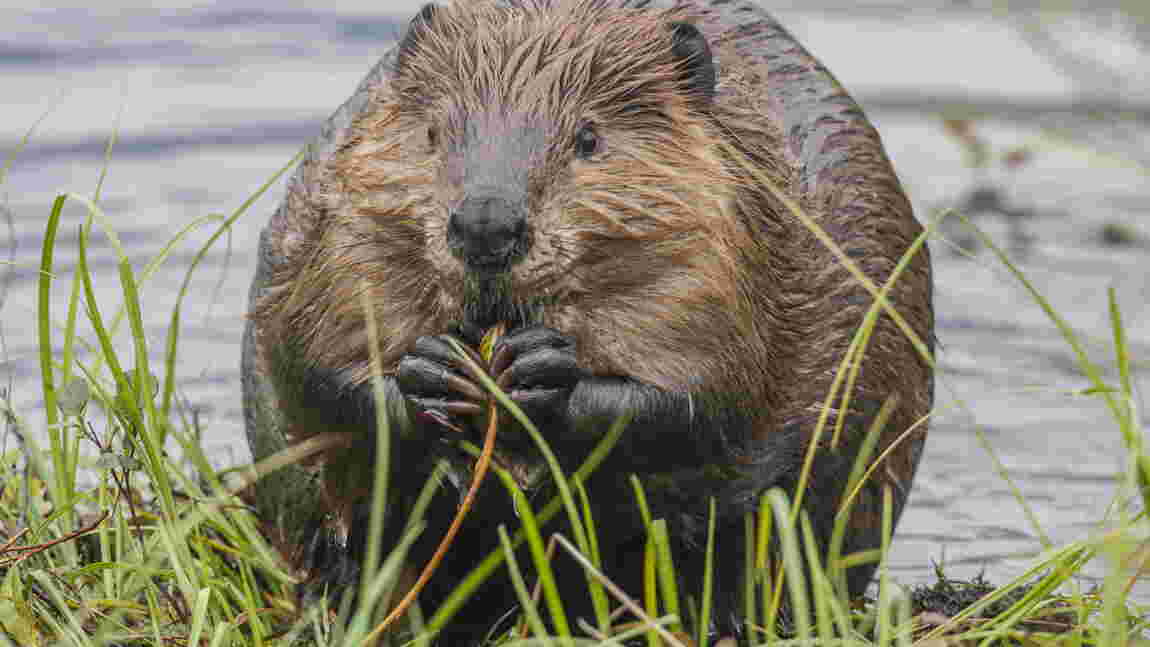 En étendant leur territoire vers le nord, les castors pourraient ...