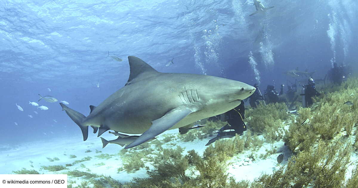 Le requin-bouledogue, terreur des mers... et de l'eau douce - Geo.fr