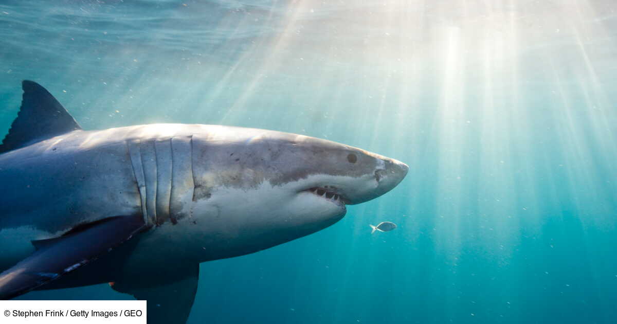 Un grand requin blanc photographié avec une incroyable morsure - Geo.fr
