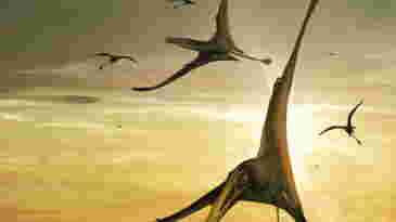 Mongolarachne jurassica : qui est cette araignée géante du Jurassique ...