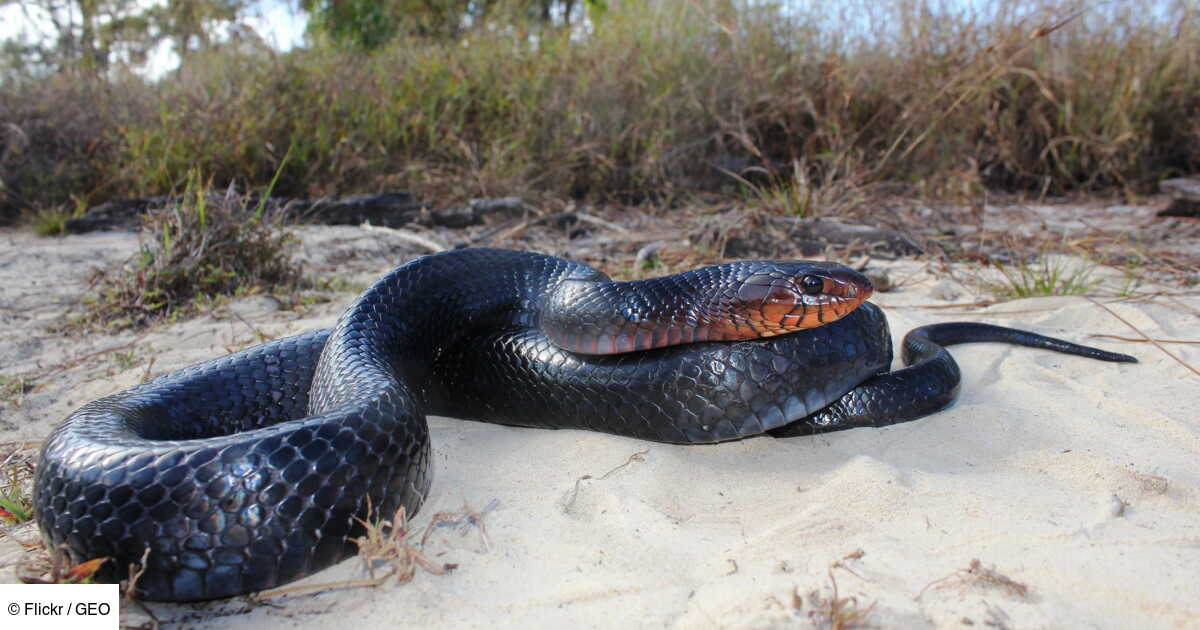 Découverte d'un serpent rare pour la deuxième fois en 60 ans en Alabama ...