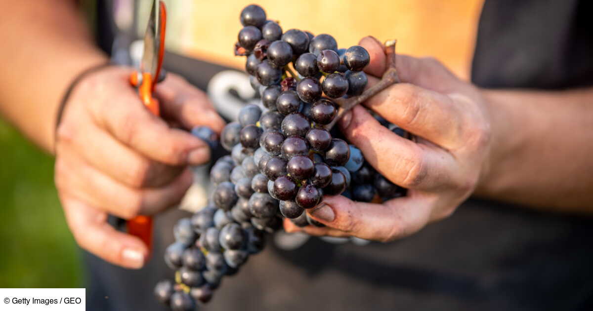 La biodynamie : respect de la terre ou dérive sectaire ? - Geo.fr